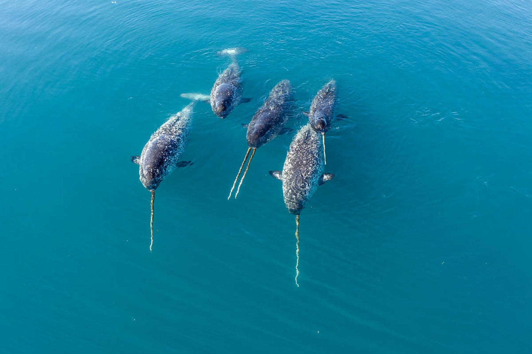 Botschaft der Wildtiere | Startseite